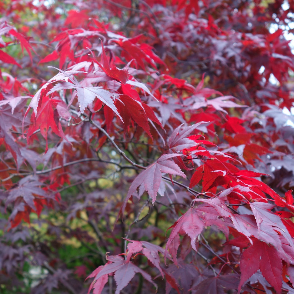 Trees with Red & Purple Coloured Foliage | Ornamental Trees