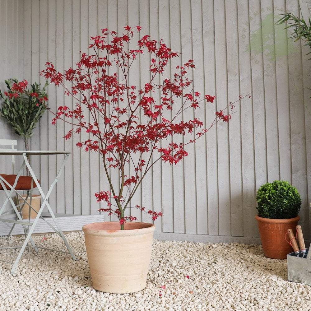 Acer palmatum Beni Maiko | Red Japanese Maples | Ornamental Trees