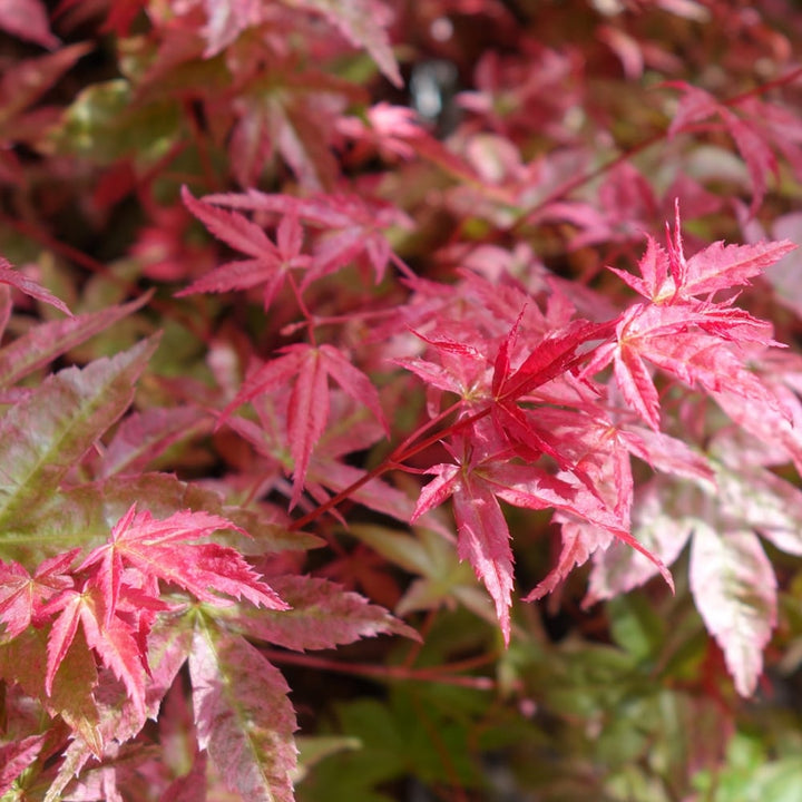 Japanese Maple Trees for Small Gardens & Patios | Ornamental Trees