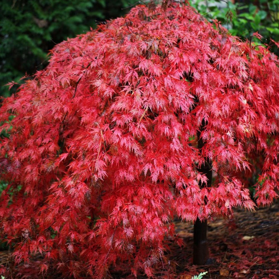 Trees with Red & Purple Coloured Foliage | Ornamental Trees