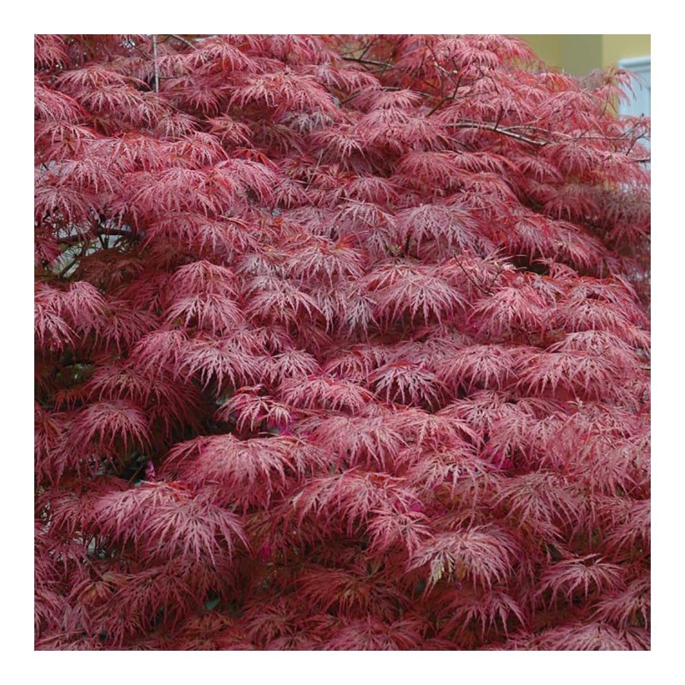 Acer palmatum Dissectum Garnet | Red Japanese Maple Trees – Ornamental ...