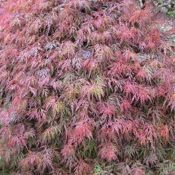 Acer Trees | Range of Maple Trees | Ornamental Trees
