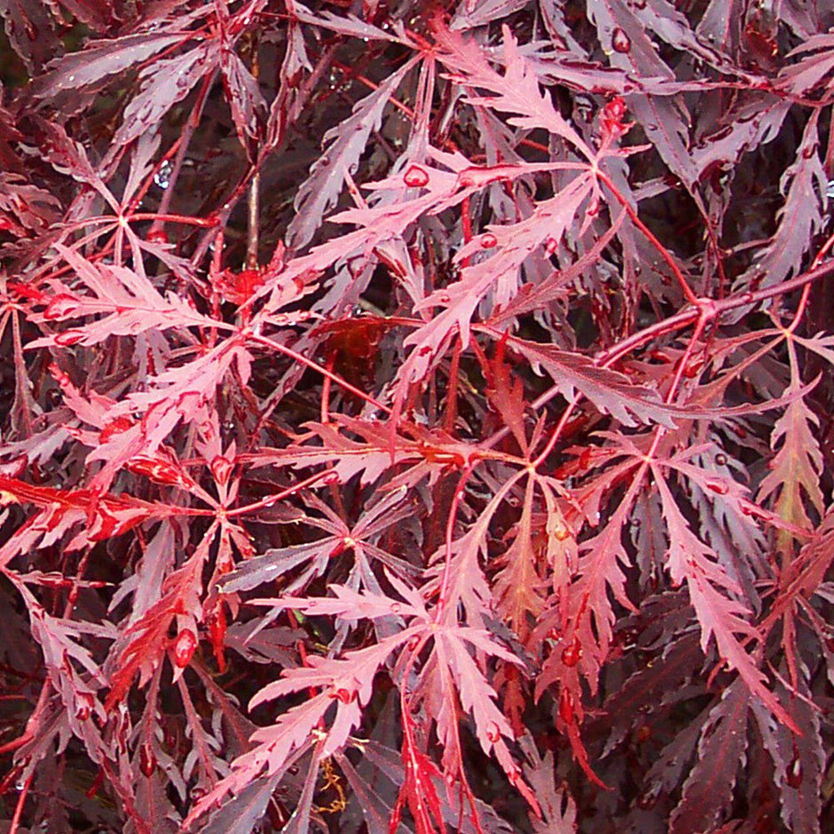 Weeping Japanese Maple | Weeping Acer palmatum | Ornamental Trees
