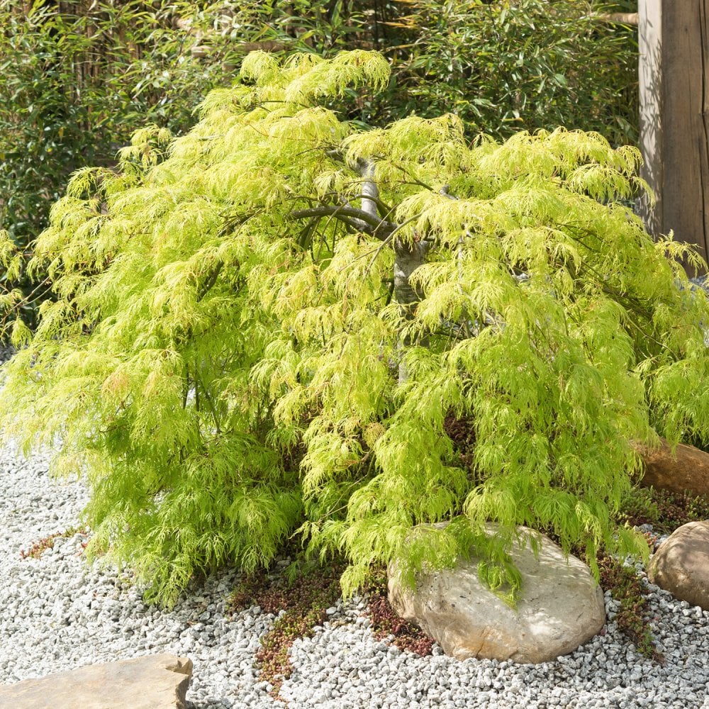 Acer palmatum Dissectum Viridis | Green Japanese Maple | Ornamental Trees