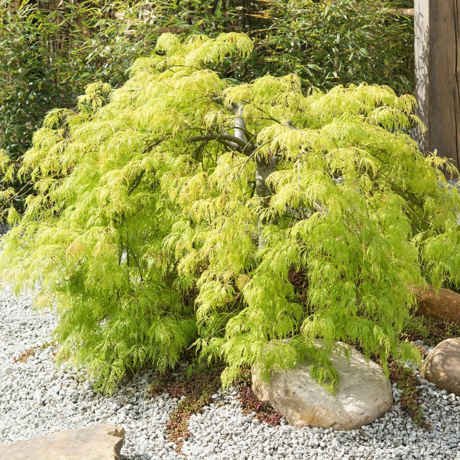 Trees For Shade | Trees That Grow In Shade | Ornamental Trees