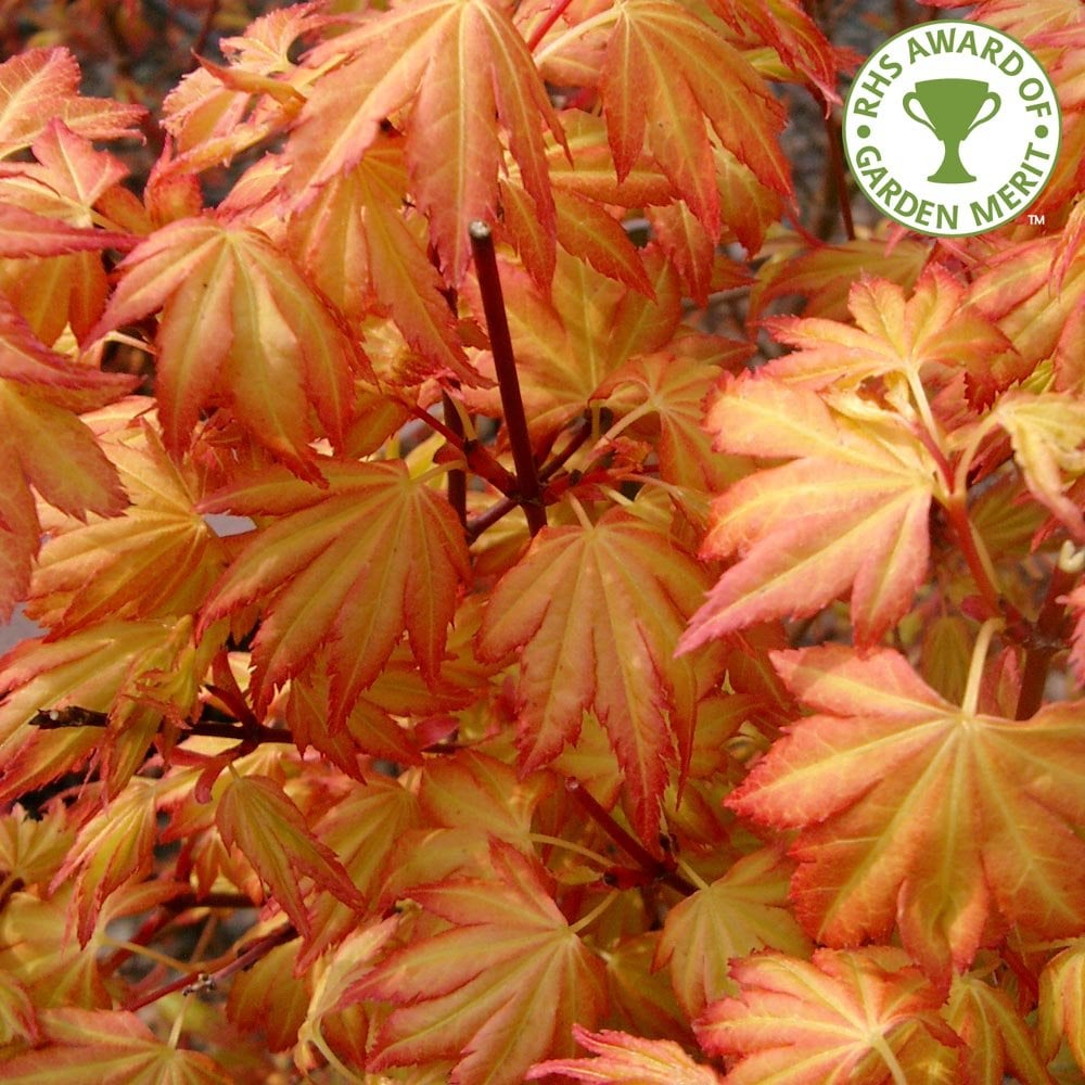 Mature Japanese Maples | Large Acer palmatum | Ornamental Trees
