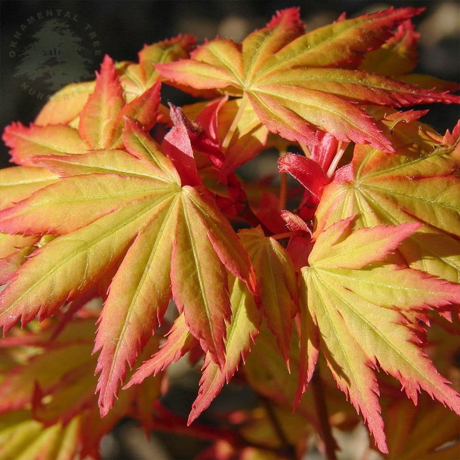 Japanese Maple Trees | Acer palmatum | Ornamental Trees