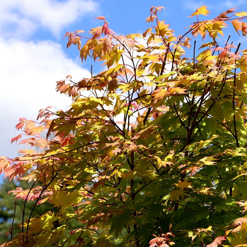 Acer palmatum Oregon Sunset Japanese Maple | Ornamental Trees