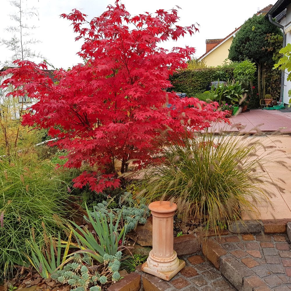 Acer palmatum Osakazuki | Red Autumn Japanese Maple | Ornamental Trees