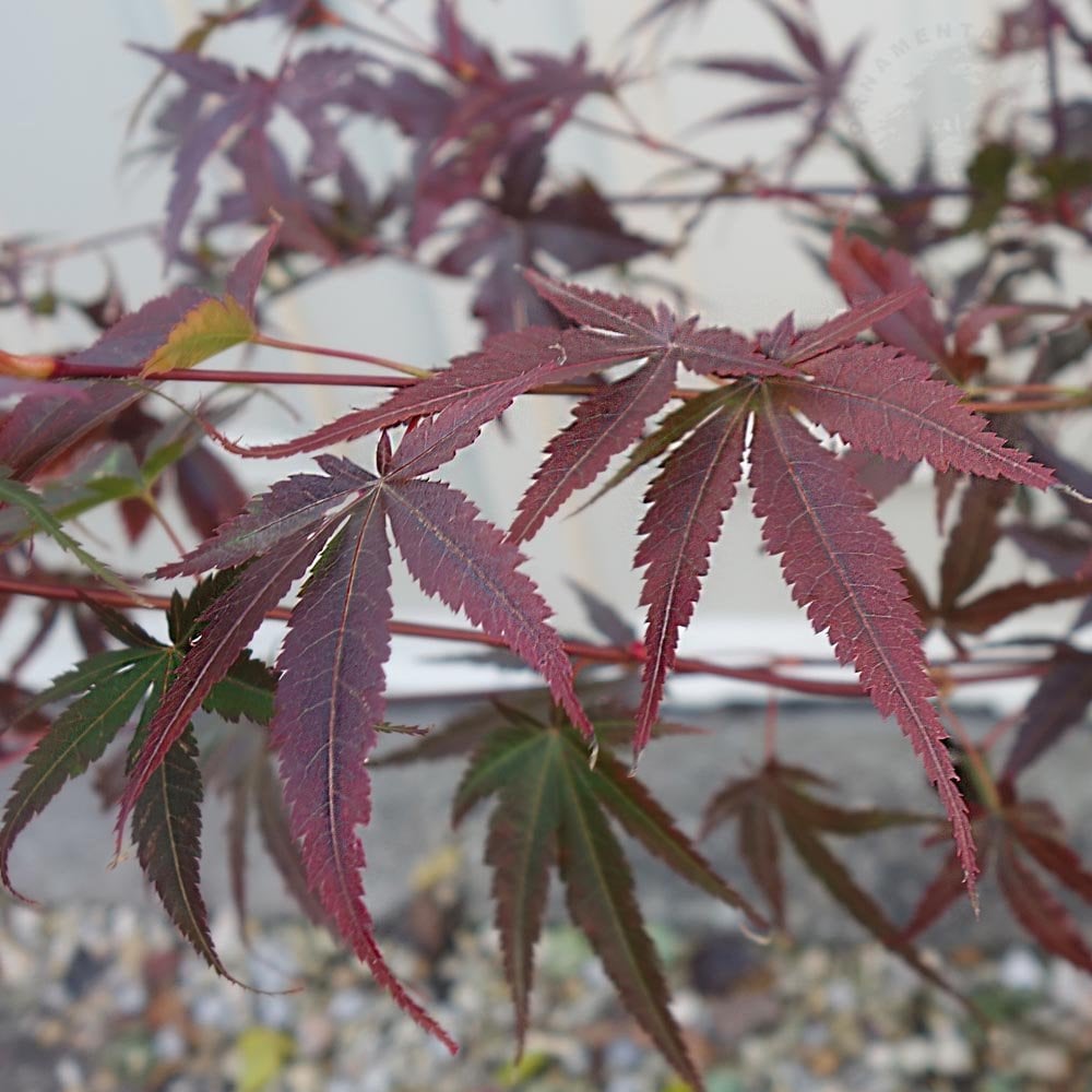 Acer palmatum Pixie | Purple Japanese Maple | Ornamental Trees