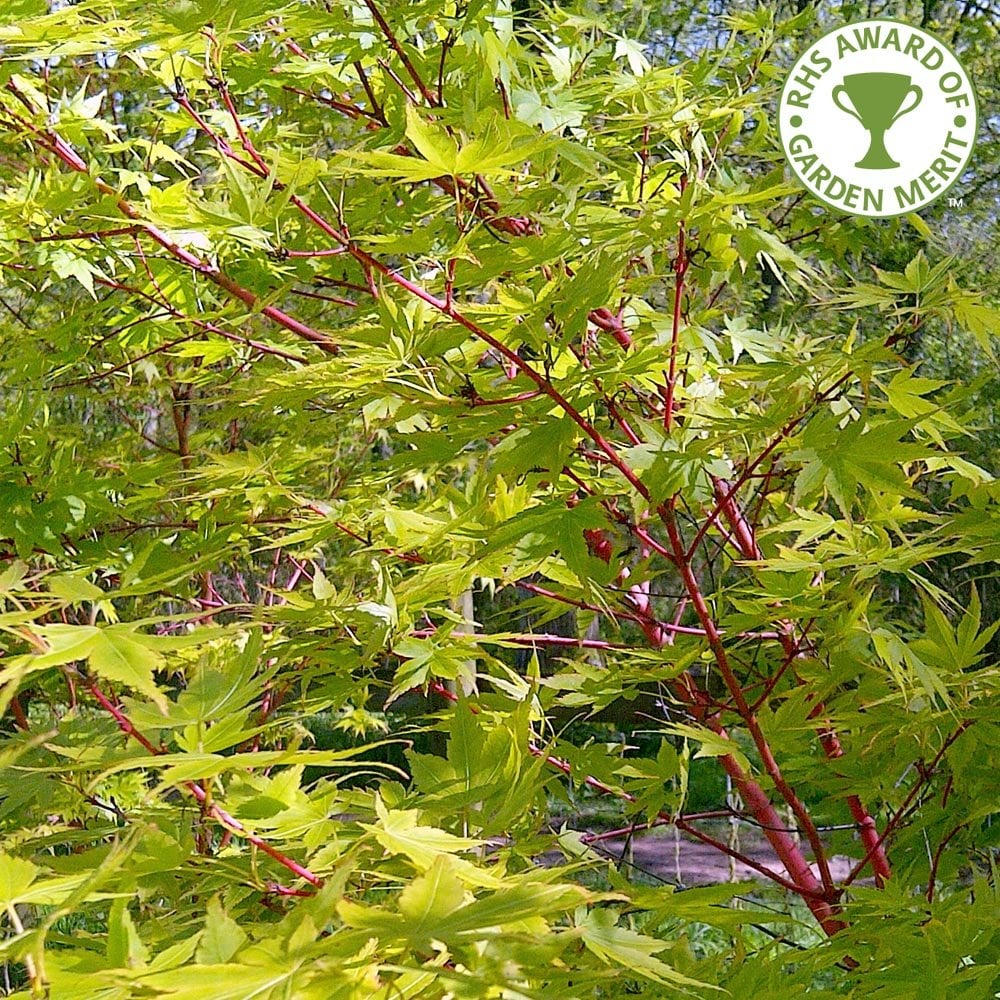 Mature Japanese Maples | Large Acer palmatum | Ornamental Trees