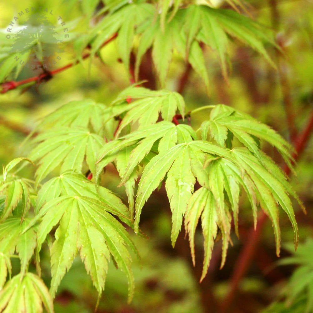 Acer palmatum Sango-kaku Coral Bark Japanese Maple | Ornamental Trees