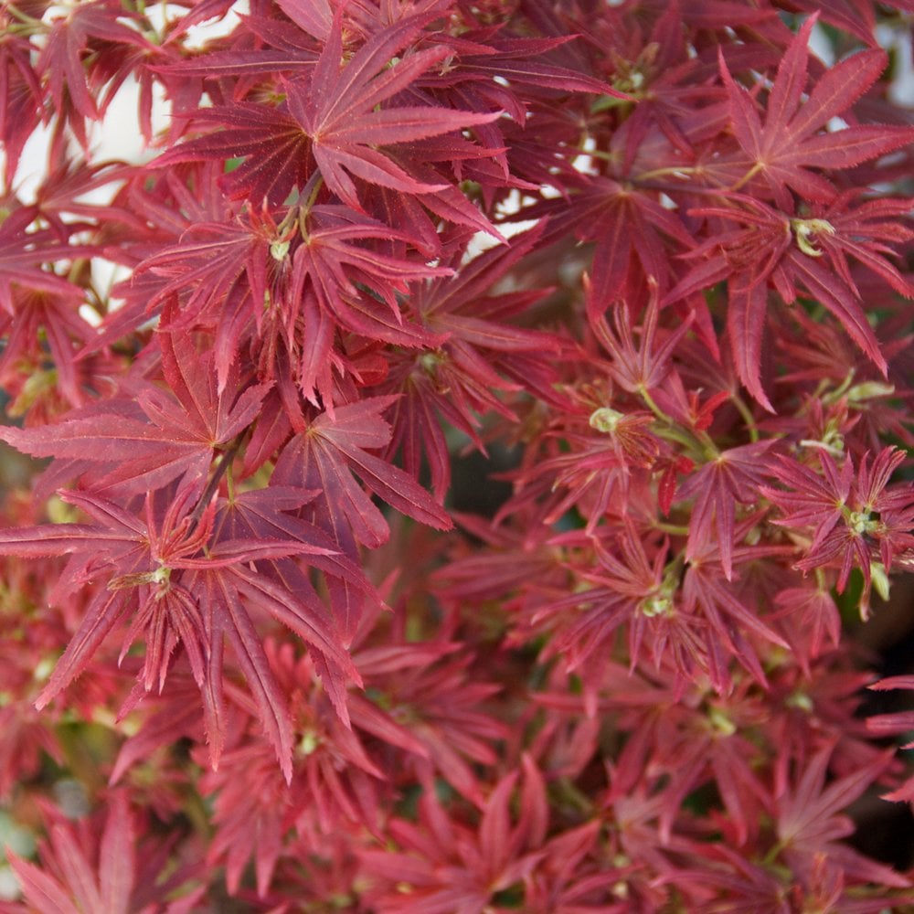 Acer palmatum Shaina | Red Japanese Maples For Sale | Ornamental Trees