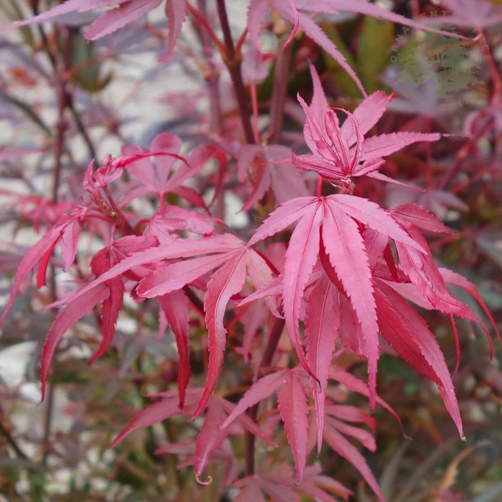 Acer palmatum Shaina | Red Japanese Maples For Sale | Ornamental Trees