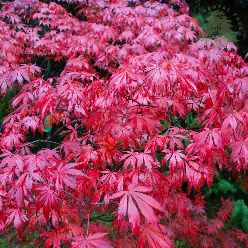 Acer palmatum Suminagashi | Purple Japanese Maple | Ornamental Trees