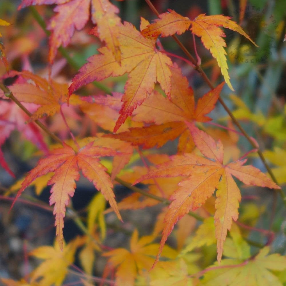 Acer palmatum Japanese Maple Trees For Sale | Ornamental Trees
