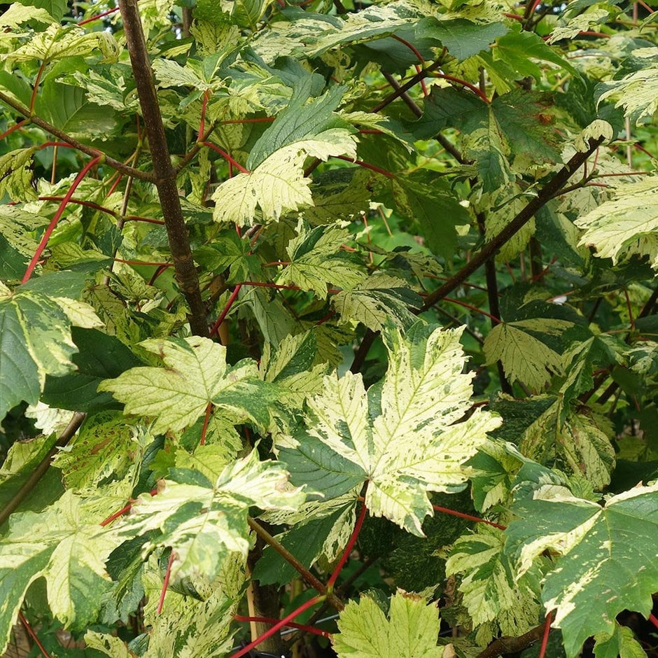Acer campestre Carnival | Variegated Maple Tree | Ornamental Trees