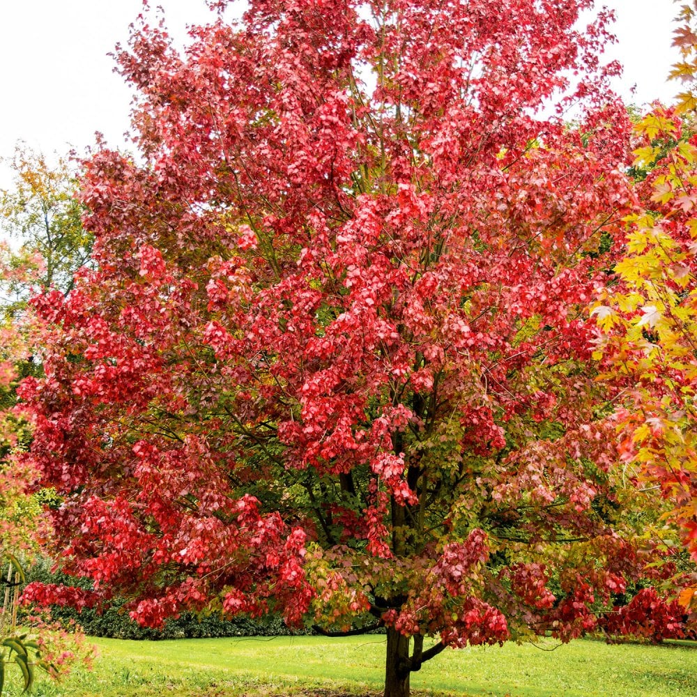 Acer rubrum October Glory | Red Maple Tree | Ornamental Trees