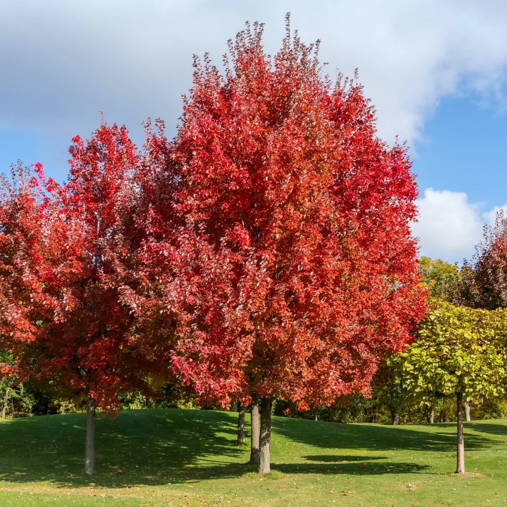 Acer rubrum | Red Maple Trees For Sale | Ornamental Trees