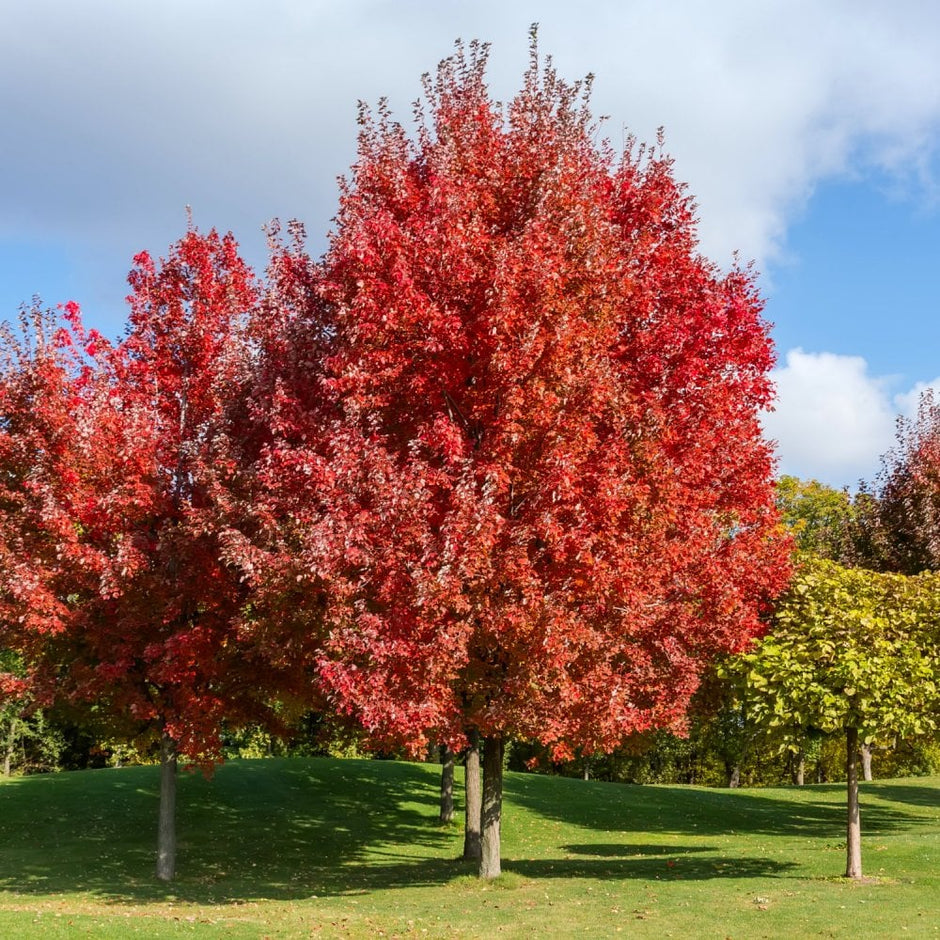 Acer Trees | Range of Maple Trees | Ornamental Trees