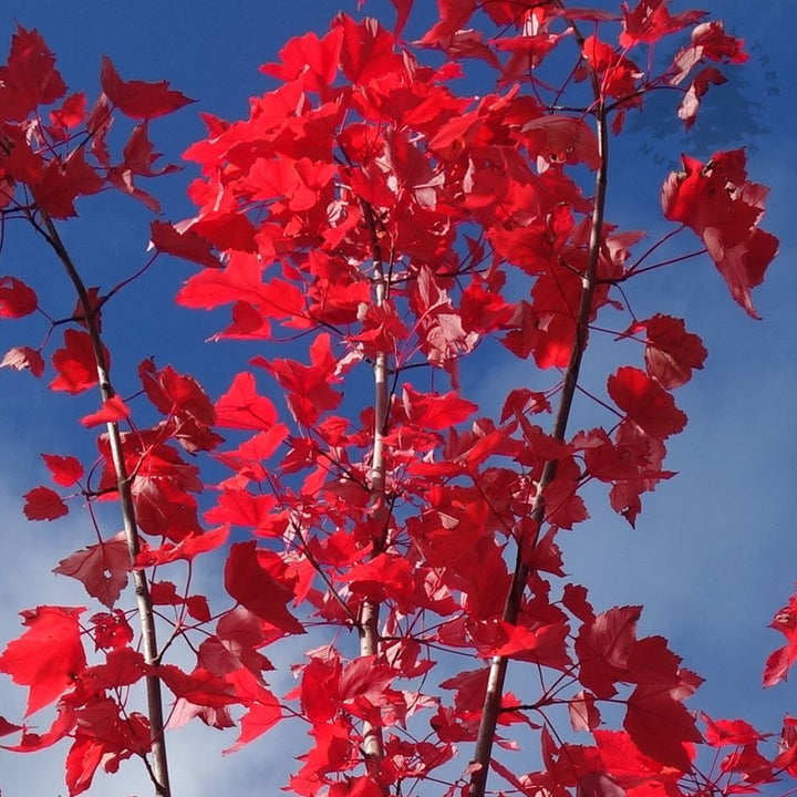 Acer rubrum | Red Maple Trees For Sale | Ornamental Trees