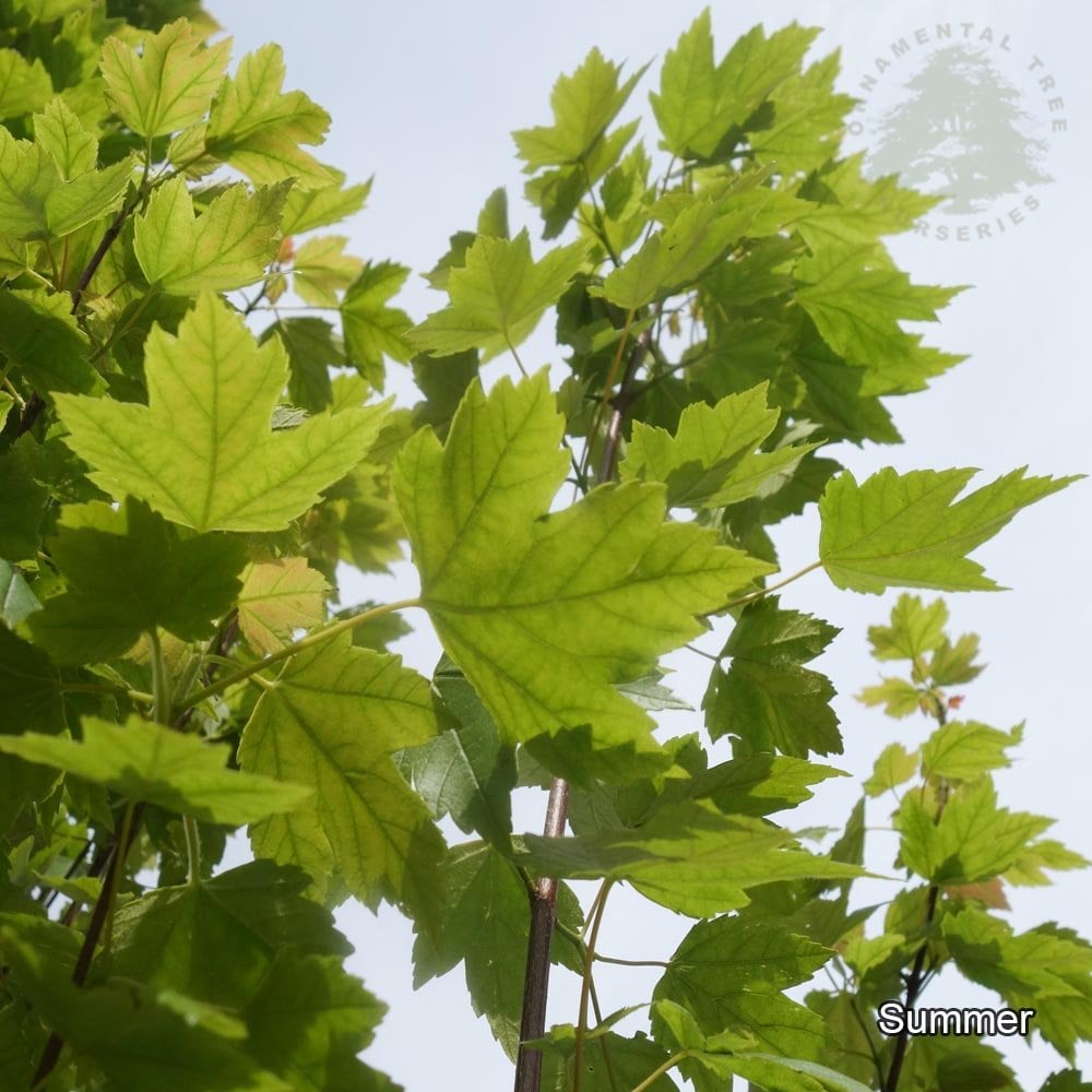 Acer rubrum Sun Valley | Red or Scarlet Maple | Ornamental Trees