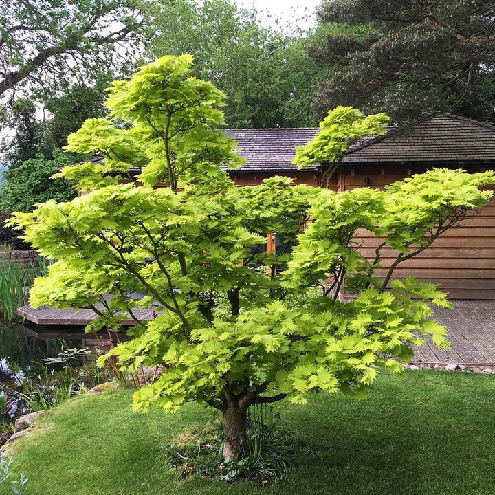 Acer palmatum Bi Ho | Golden Bark Japanese Maple | Ornamental Trees