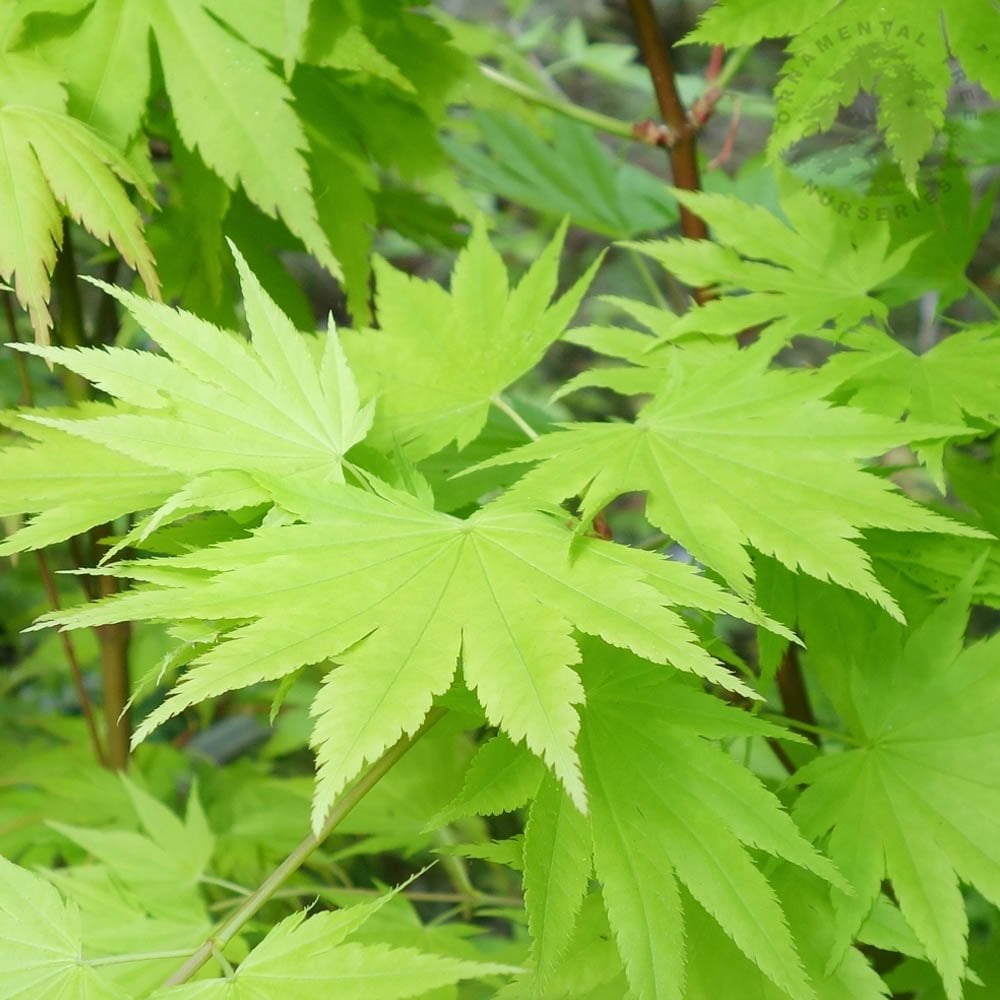 Acer shirasawanum Jordan | Jordan Full Moon Maple | Ornamental Trees