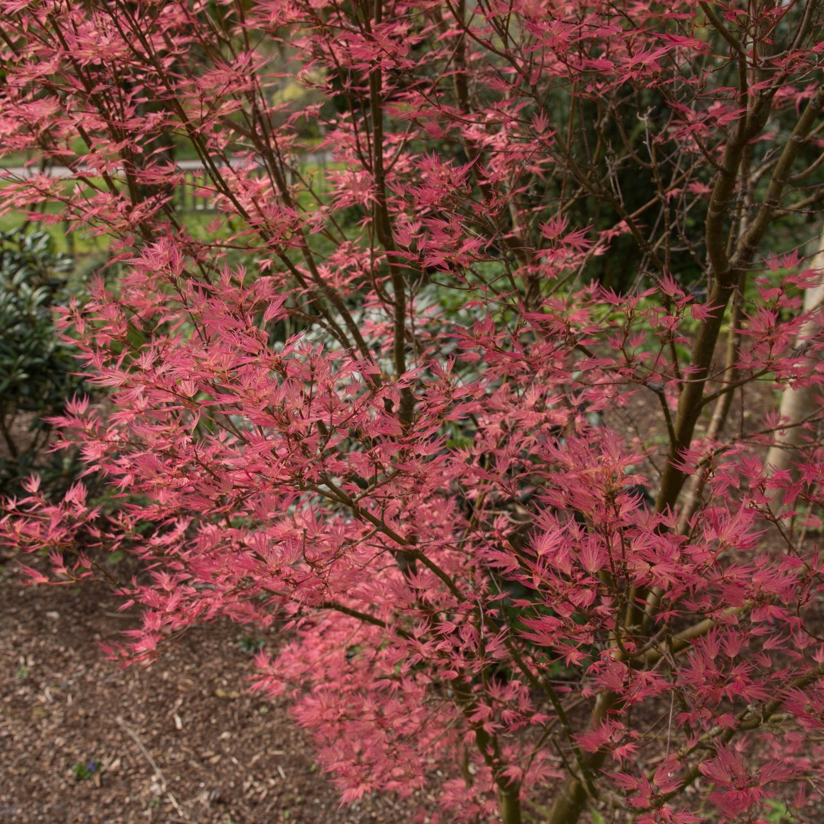Acer palmatum Wilsons Pink Dwarf | Japanese Maple | Ornamental Trees