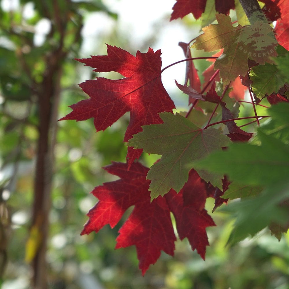 Acer Trees | Range of Maple Trees | Ornamental Trees