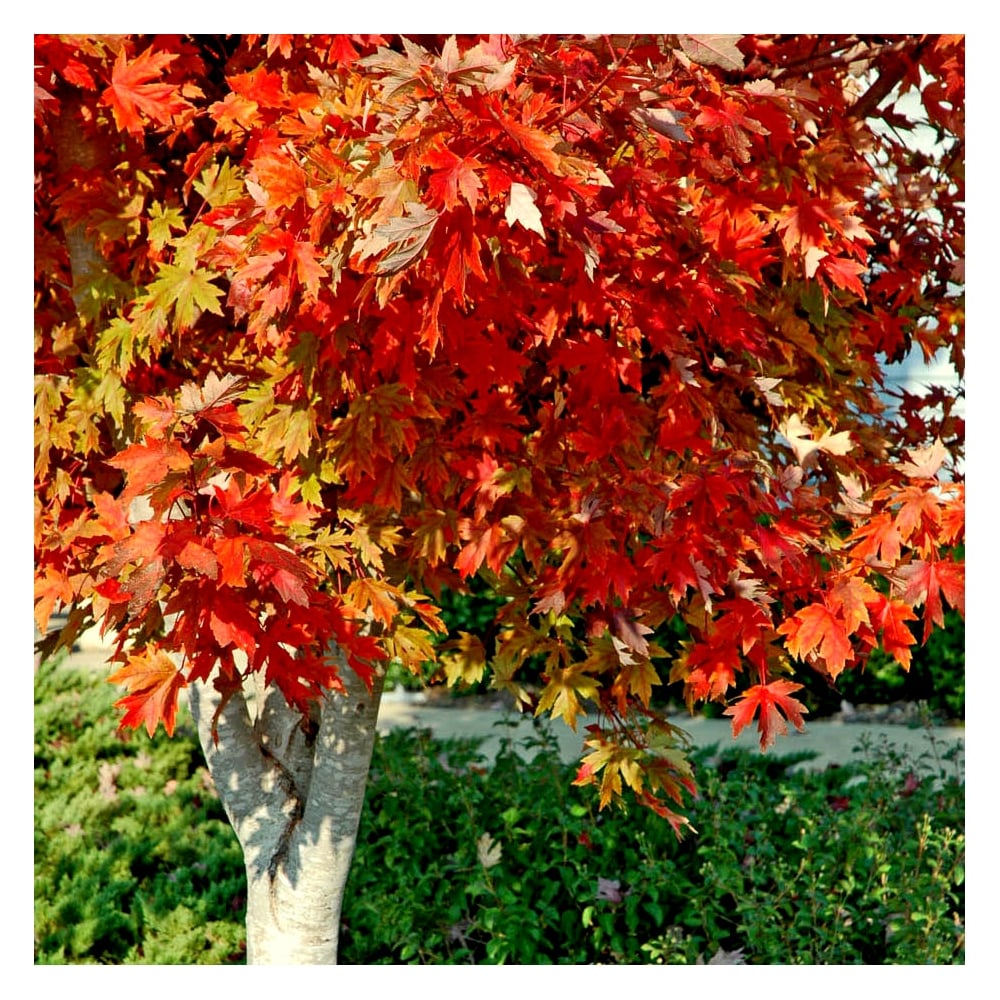 Acer freemanii Autumn Blaze | Freeman Maple Tree | Ornamental Trees