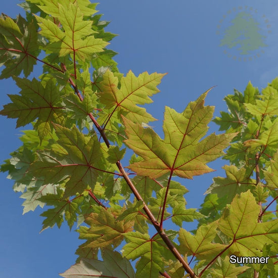 Acer freemanii Autumn Blaze | Freeman Maple Tree | Ornamental Trees