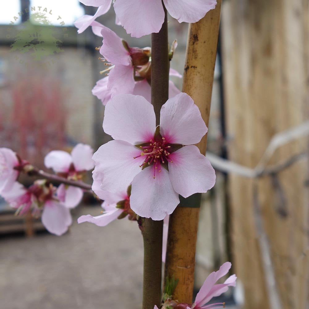 Ingrid Almond Trees For Sale | Prunus persicoides Ingrid – Ornamental Trees