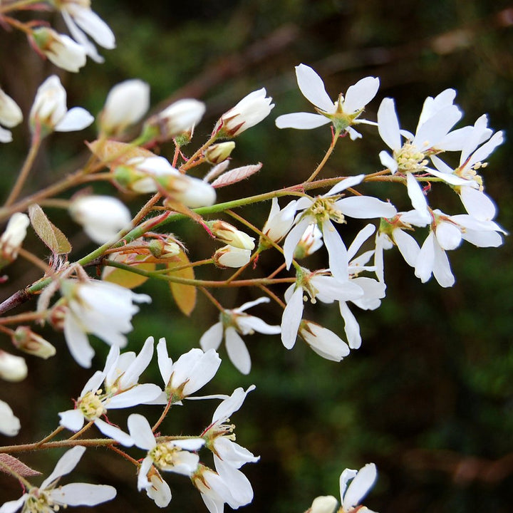 Amelanchier Canadensis Buy Serviceberry Trees Ornamental Trees