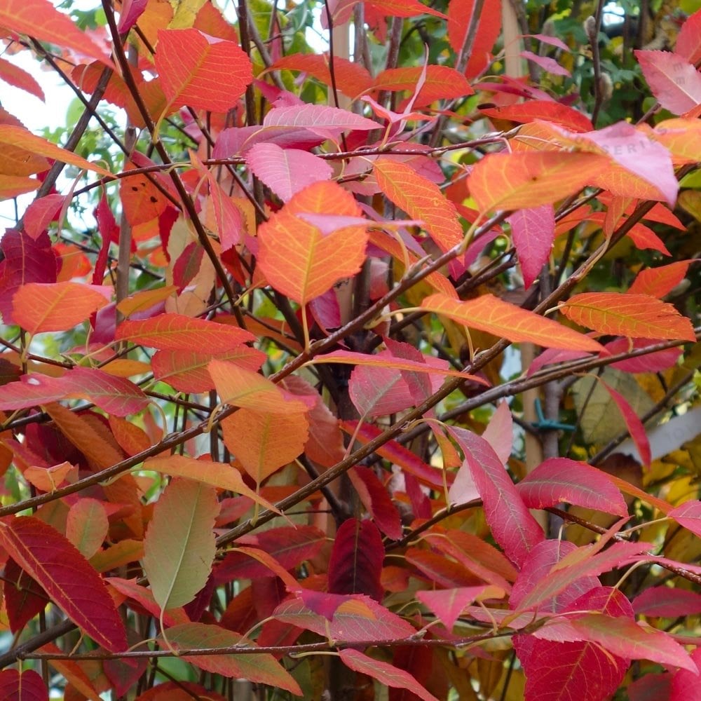 Amelanchier grandiflora Robin Hill | Pink Juneberry | Ornamental Trees