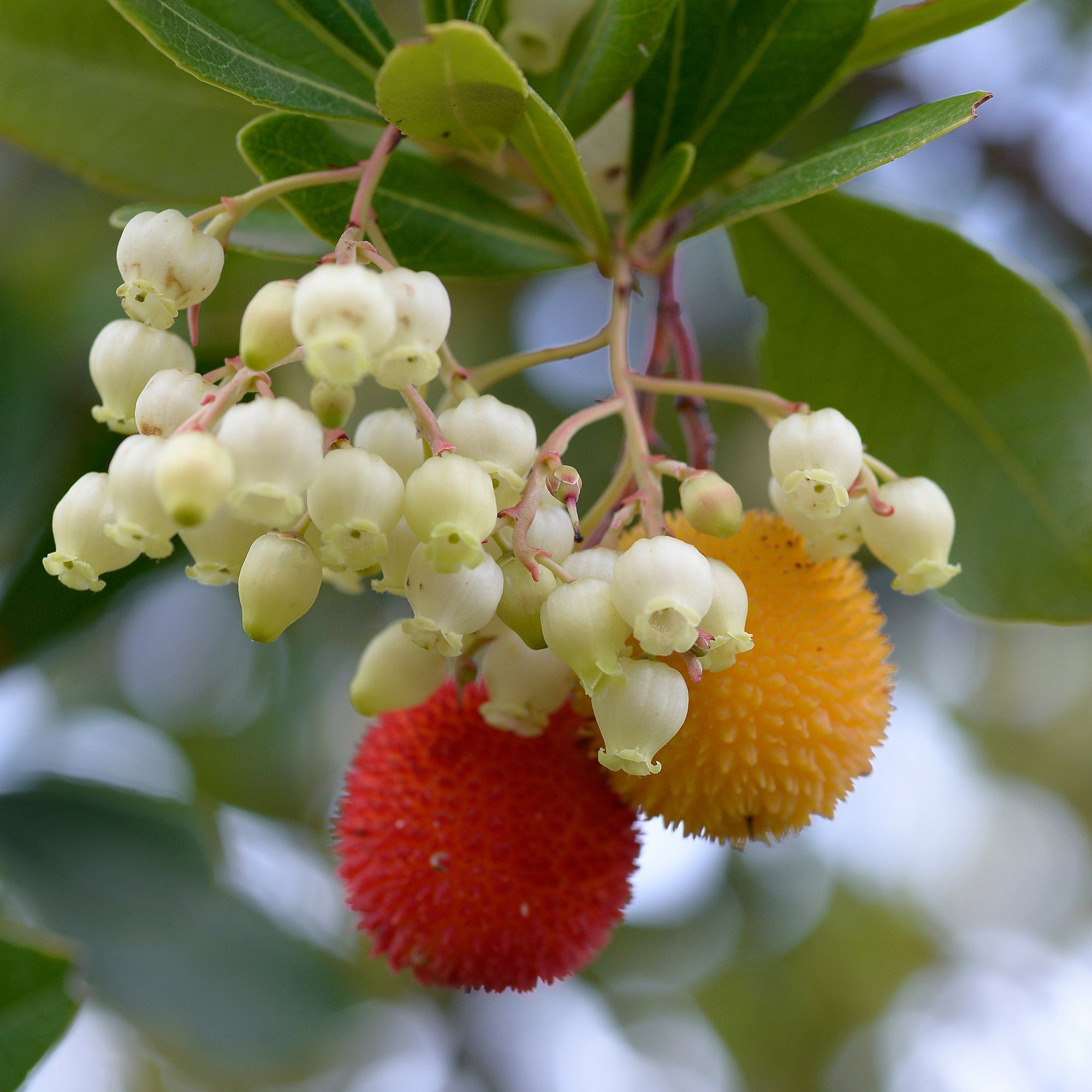 Arbutus unedo | Evergreen Strawberry Trees | Ornamental Trees