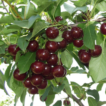 Cherry Trees For Sale | Eating & Cooking Cherries | Ornamental Trees