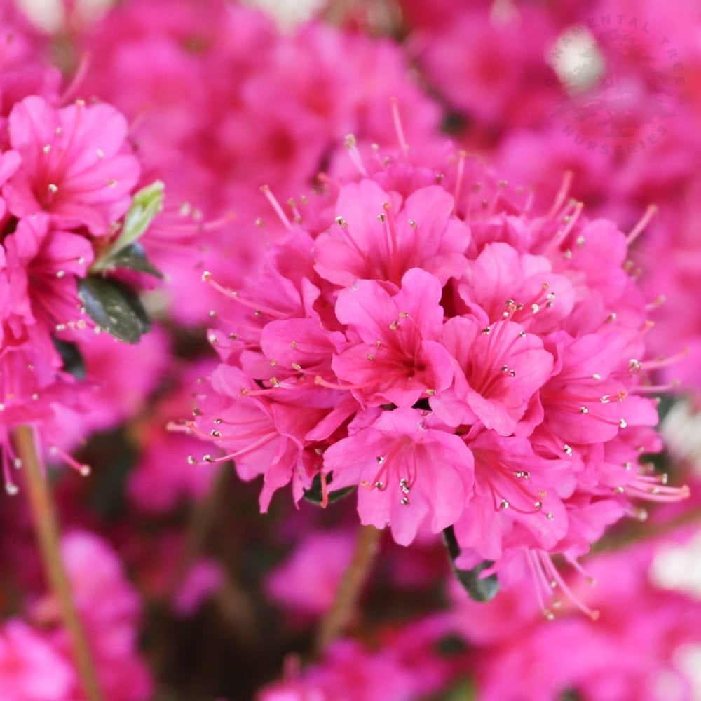 Azalea Amoena | Buy Pink Flowering Evergreen Shrubs – Ornamental Trees