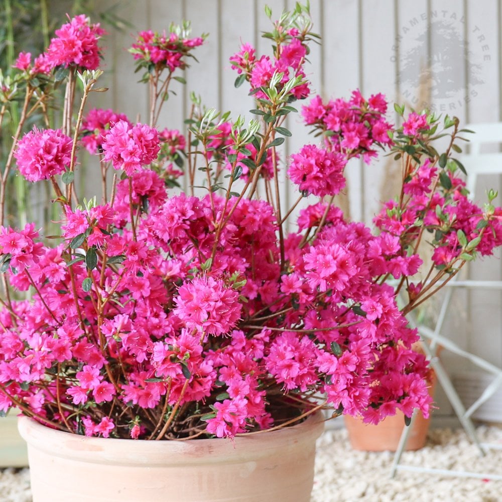 Azalea Amoena | Buy Pink Flowering Evergreen Shrubs – Ornamental Trees