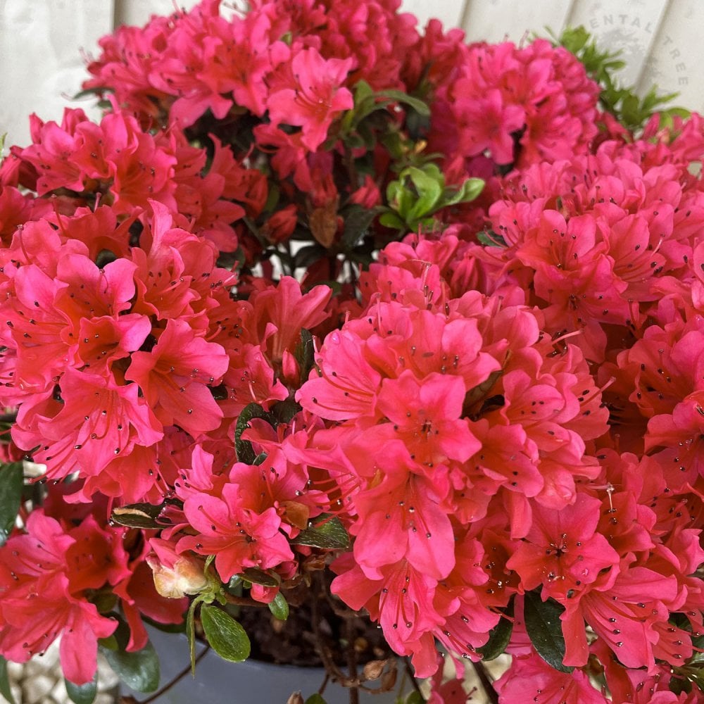 Azalea Geisha Red | Red Flowering Evergreen Shrubs | Ornamental Trees