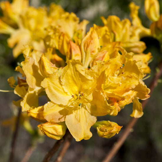 Azalea Golden Lights | Yellow Flowering Shrub | – Ornamental Trees