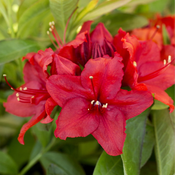 Rhododendron Shrubs & Bushes | Ornamental Trees