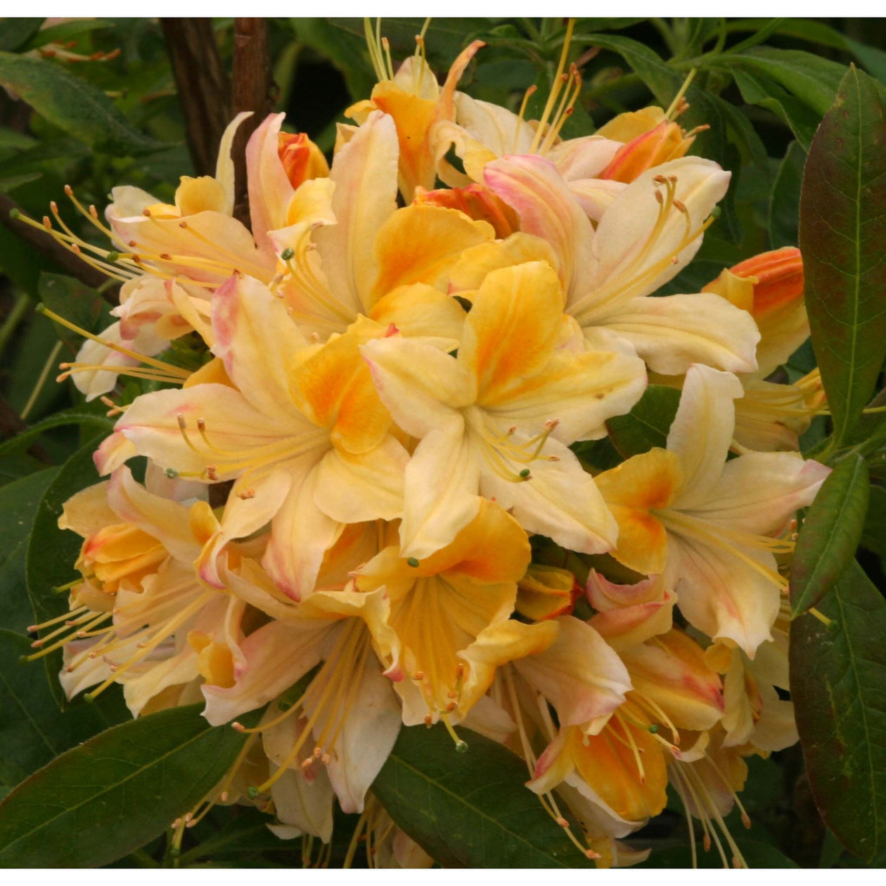 Azalea Northern Hi Lights | Yellow Flowering Shrub | Ornamental Trees