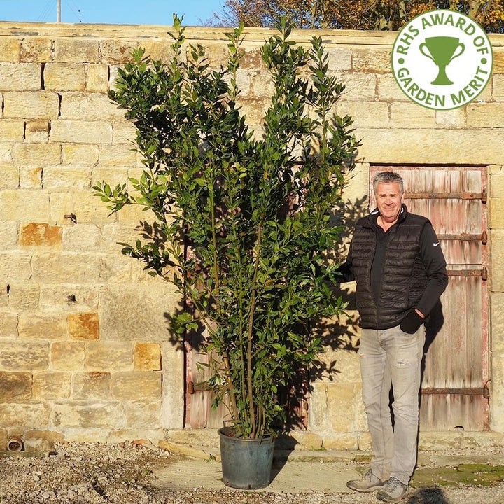 Laurels & Bay Laurel Trees | Prunus lusitanica, laurocerasus ...
