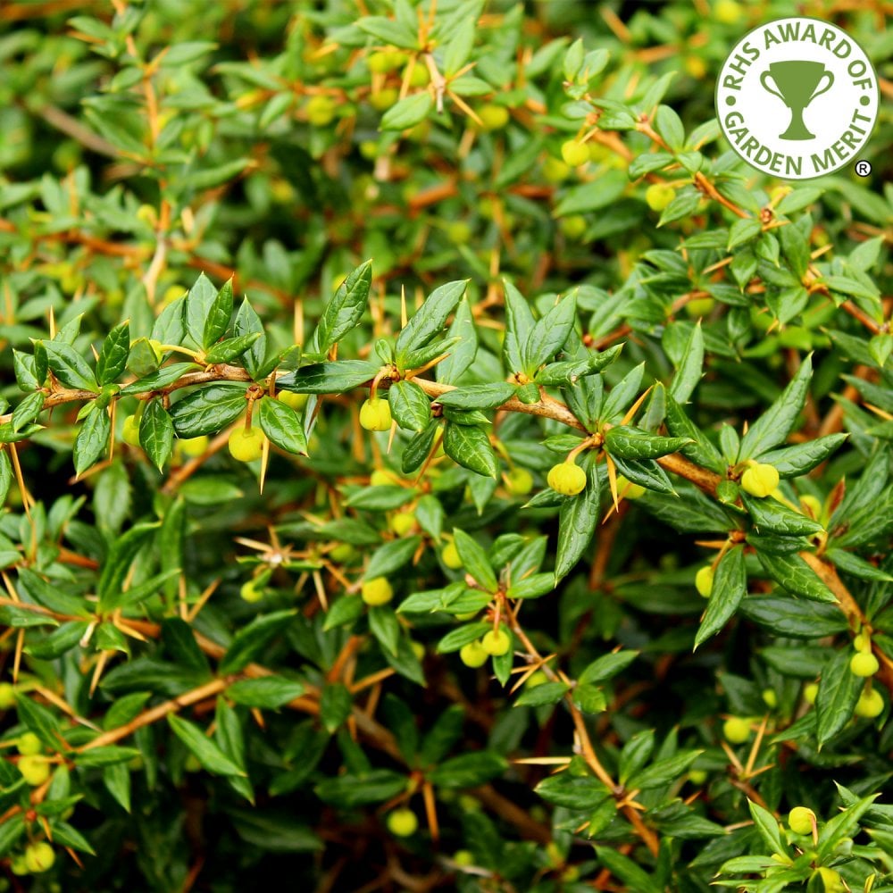Berberis frikartii Amstelveen | Barberry | Ornamental Trees