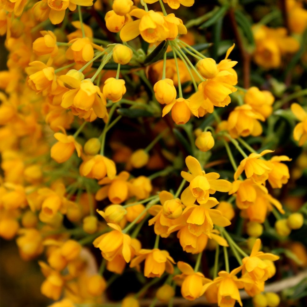 Berberis stenophylla | Golden Barberry | Ornamental Trees