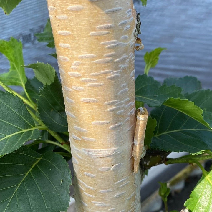 Small Birch Trees | Dwarf Betula | Ornamental Trees