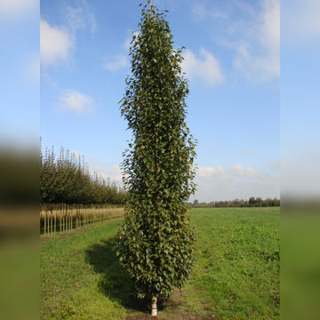 Small Birch Trees | Dwarf Betula | Ornamental Trees