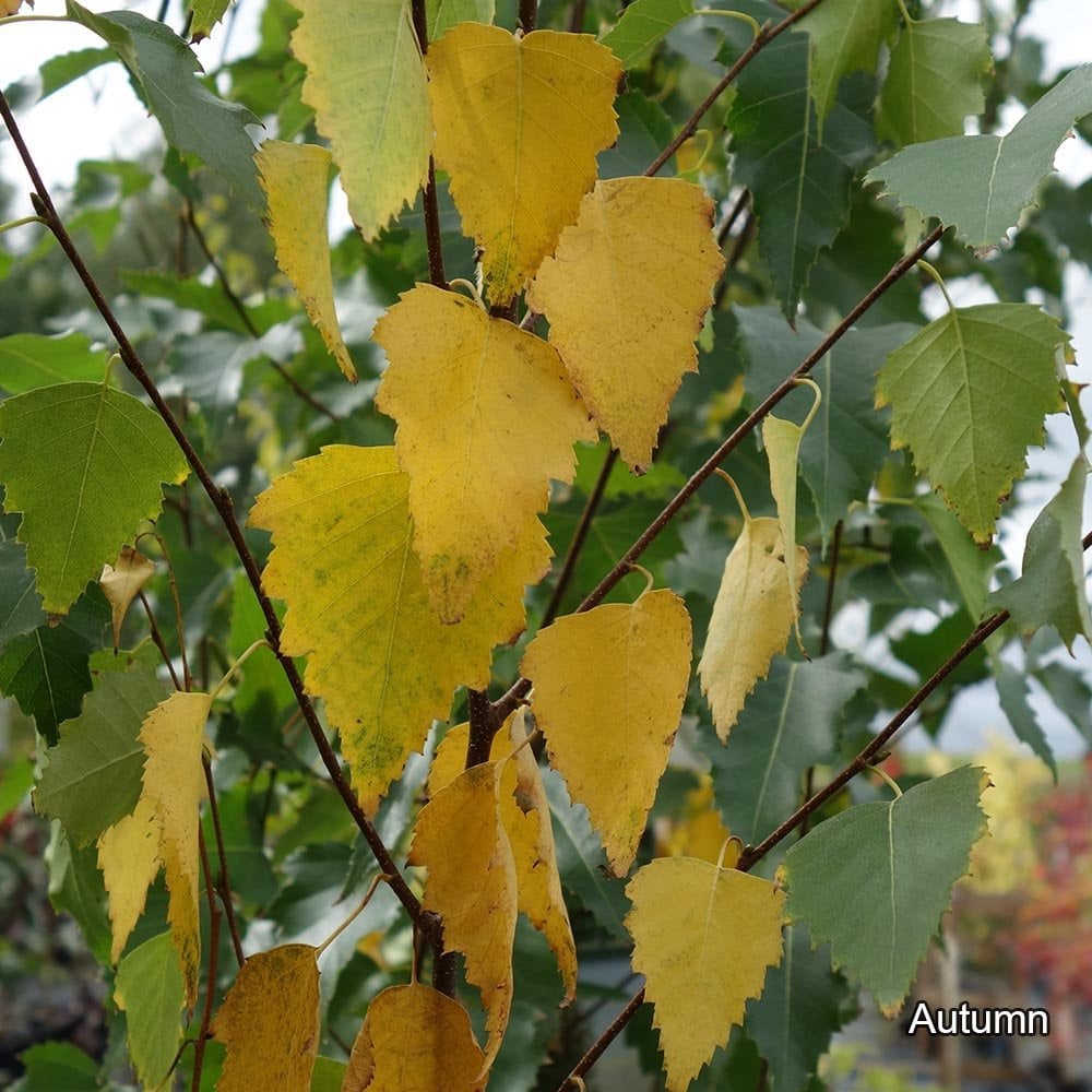 Betula pendula Fastigiata Joes White Upright Birch | Ornamental Trees