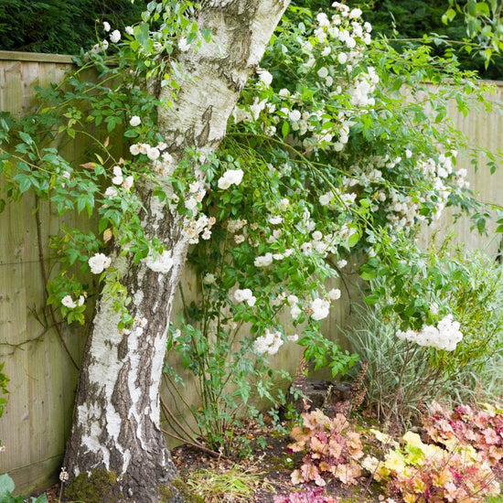 Betula pendula | Native Silver Birch Trees | Ornamental Trees